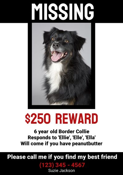 Missing Dog Animals Poster Template aC9CT7 Creator me